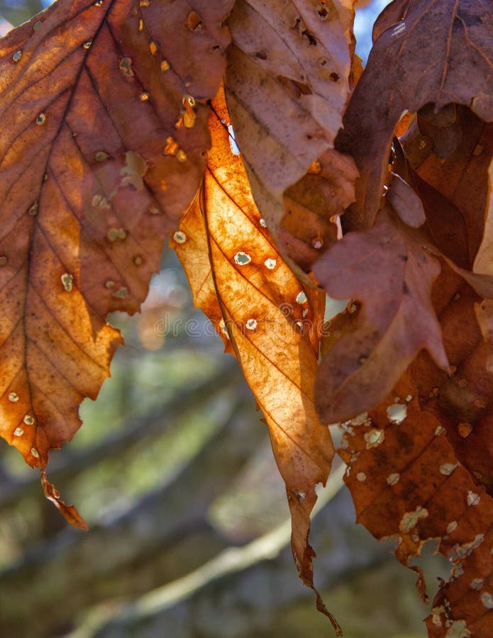 Dying Leaf on a Tree with Sunlight Shining through. Botanical ...