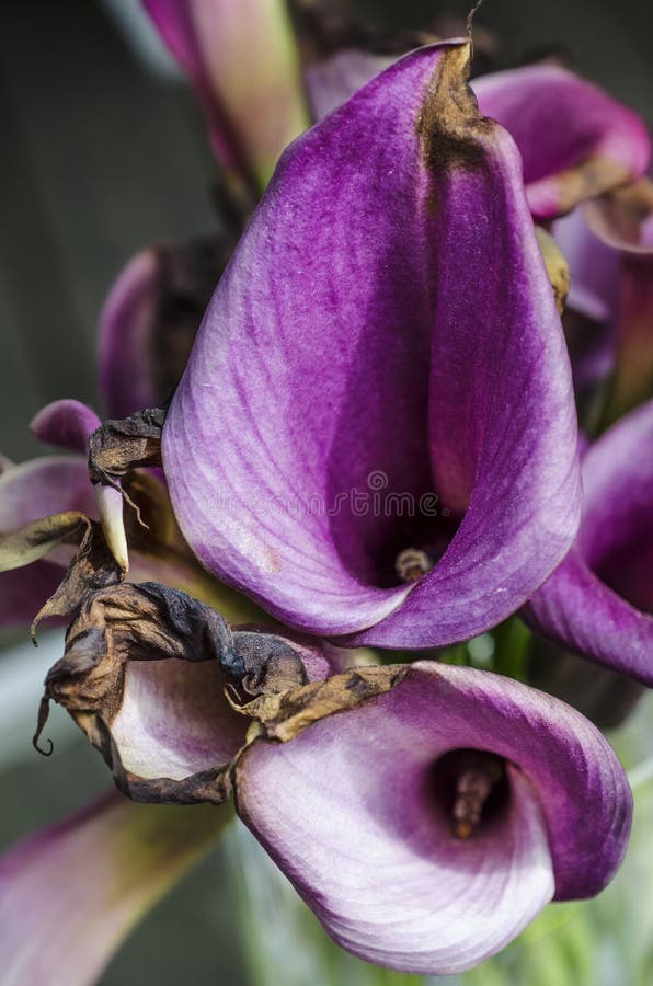 Dying Lily stock photo. Image of bloom, lily, garden - 41624646