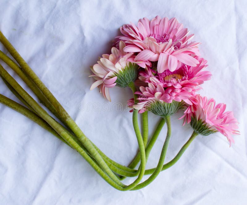 Dying pink gerberas stock image. Image of tablecloth - 67069727