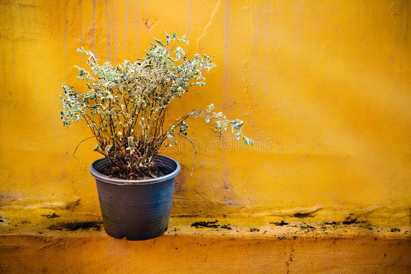 Dying Plant stock photo. Image of warming, tree, wrinkle - 21965856