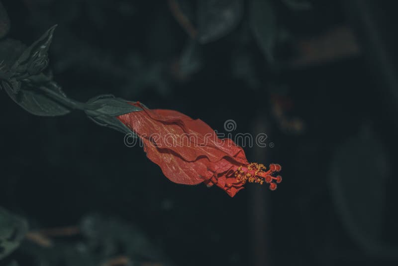 Dying Red Flower, Dark Mode. Stock Photo - Image of bright, fall: 201938782