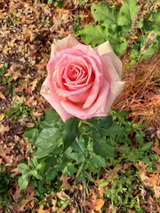Dying Rose stock photo. Image of leaves, depressed, deteriorating ...