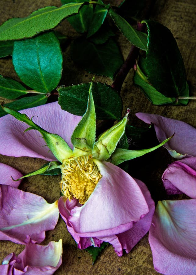 Dying Rose Bud stock photo. Image of floral, growth, green - 46642350