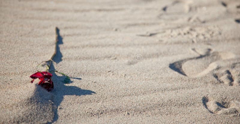 Dying rose in the sand stock photo. Image of beach, rose - 18461940