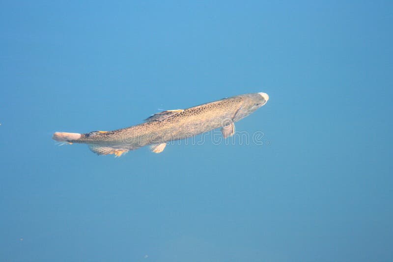 Dying Salmon, New Zealand stock photo. Image of decomposing - 15091388