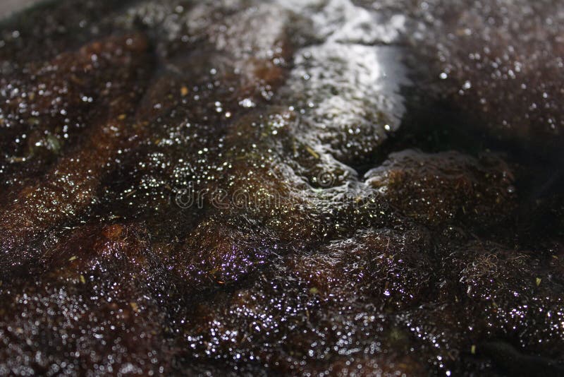 Sheep is Dying from Illness. the Animal Suffers from Flatulence in the ...