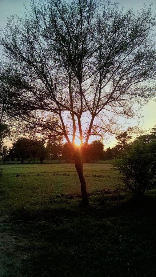 The Dying Sun & Nature! Stock Photo - Image of thedyingsun, trees ...
