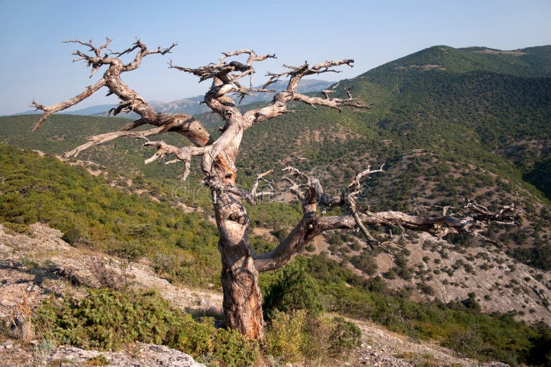Dying tree stock image. Image of valley, single, bushes - 10583981