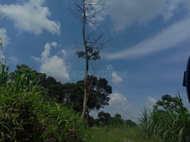 The dying of a tree stock photo. Image of plant, hill - 201408638