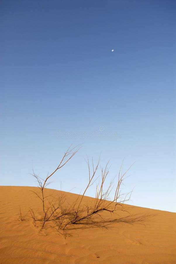 Dying Tree Picture. Image: 2427242