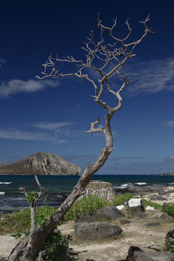 Dying tree stock image. Image of nature, sand, vacations - 27435429