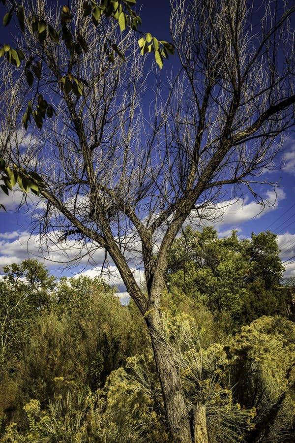 Dying Tree stock photo. Image of green, dying, bright - 232278802