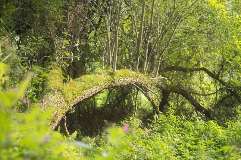 Dying tree stock image. Image of leaf, lithuania, unique - 77093851