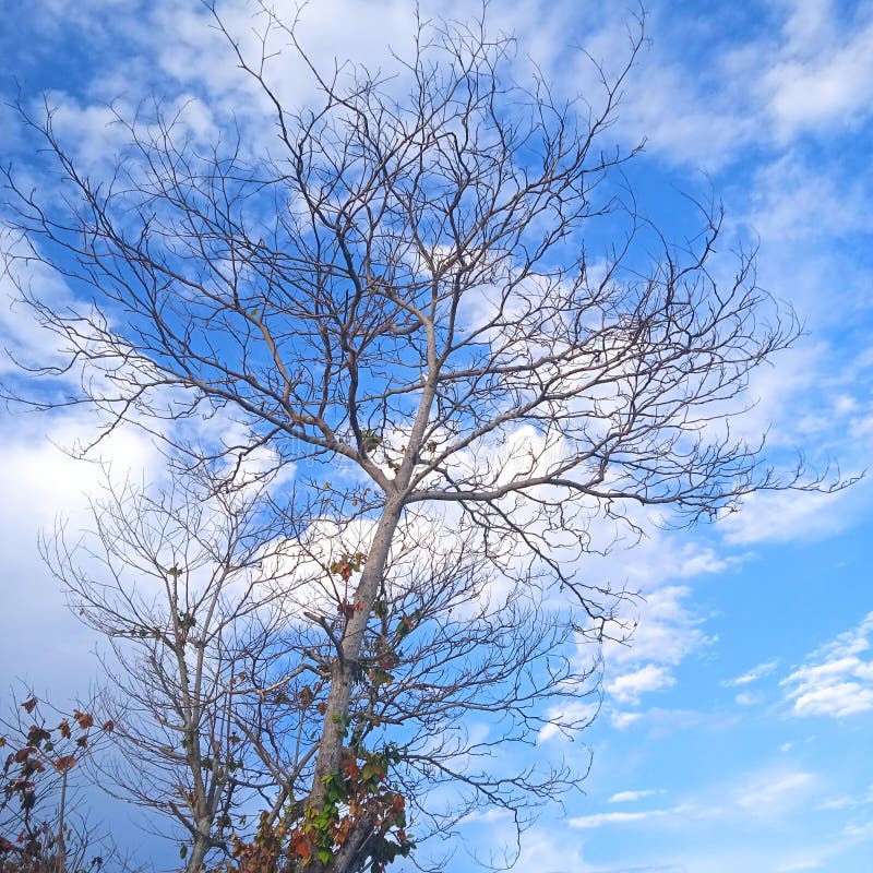 Dying tree and blue sky stock image. Image of sunlight - 261693027