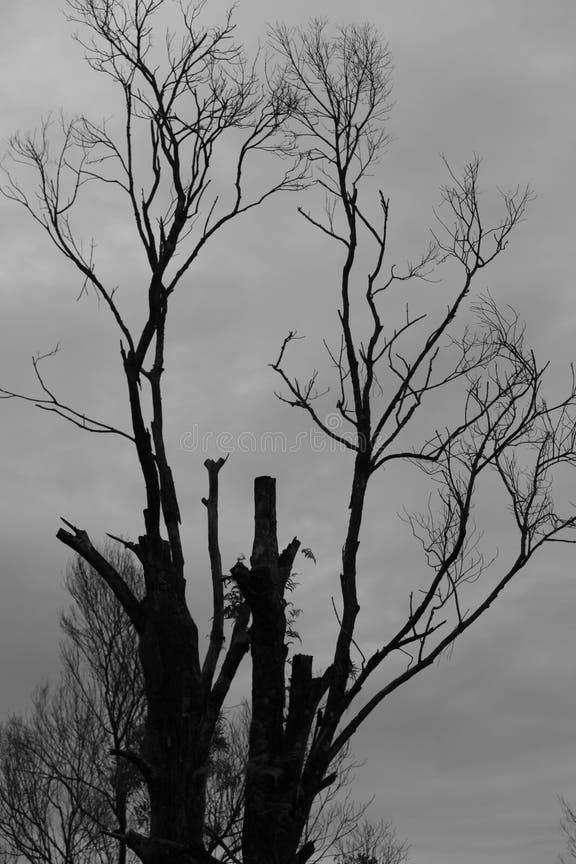 A dying tree stock photo. Image of dying, tree, leaf - 268575330