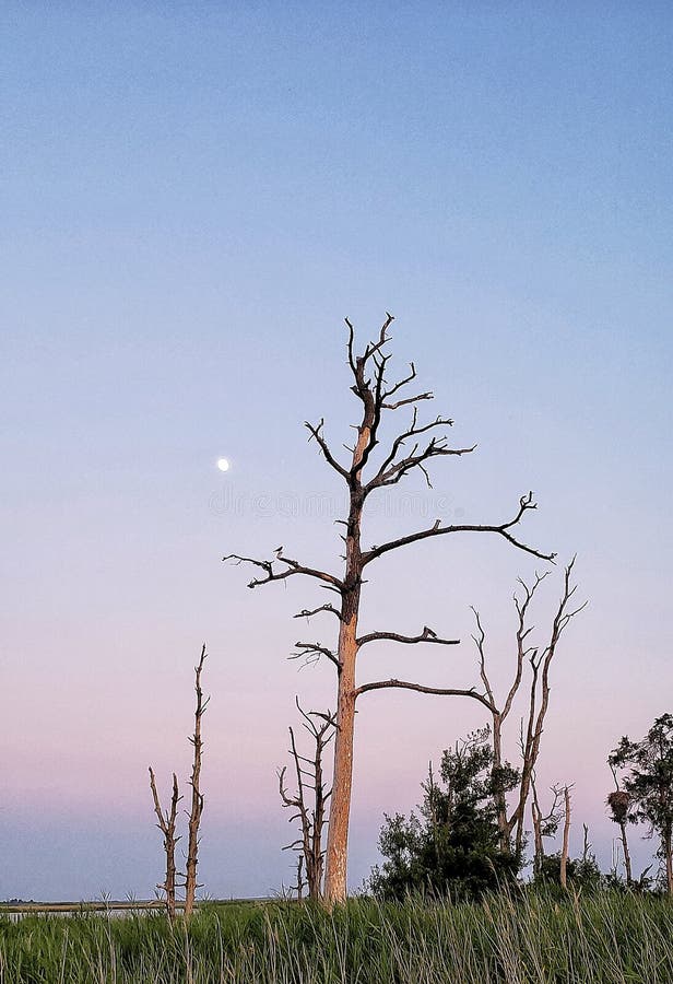 Dying Tree and Moon stock photo. Image of dying, moon - 175665126
