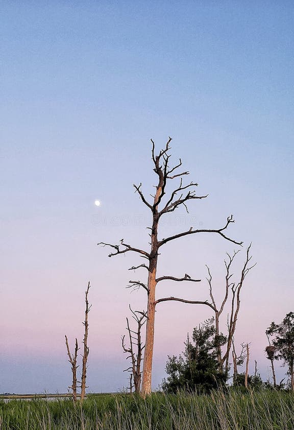 Dying Tree and Moon stock photo. Image of dying, moon - 175665126