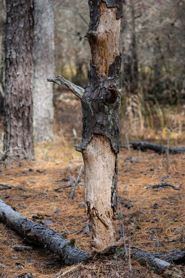 Old Sea Tree Still Standing in Pine Forest with Peeling Bark Stock ...