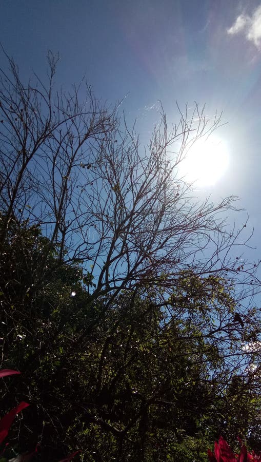 Dried stems stock photo. Image of tree, dried, stems - 110115512