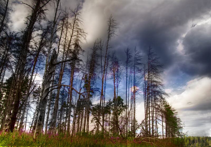 Dying trees stock photo. Image of reflected, region, lake - 3437862