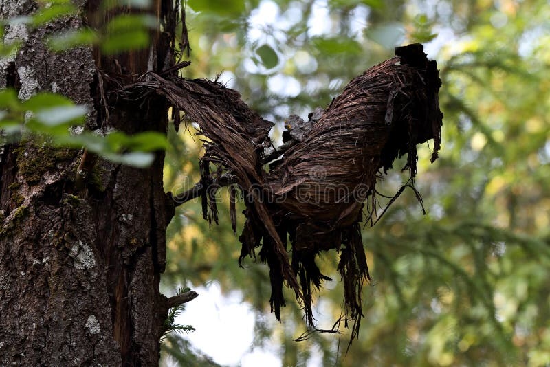 Dying Trees Bark is Dropping Down in Forest Stock Image - Image of ...