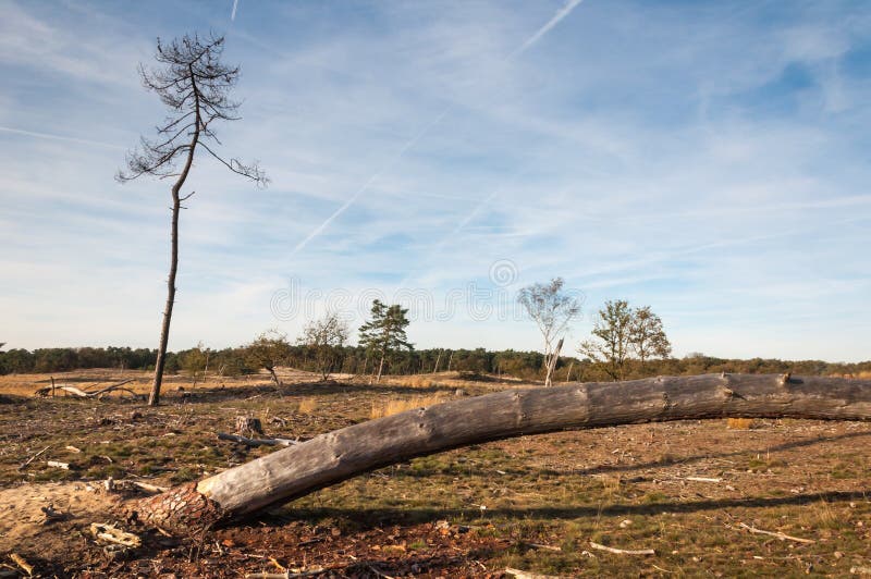 Dying Trees In A Desolate Landscape Royalty Free Stock Photo - Image ...