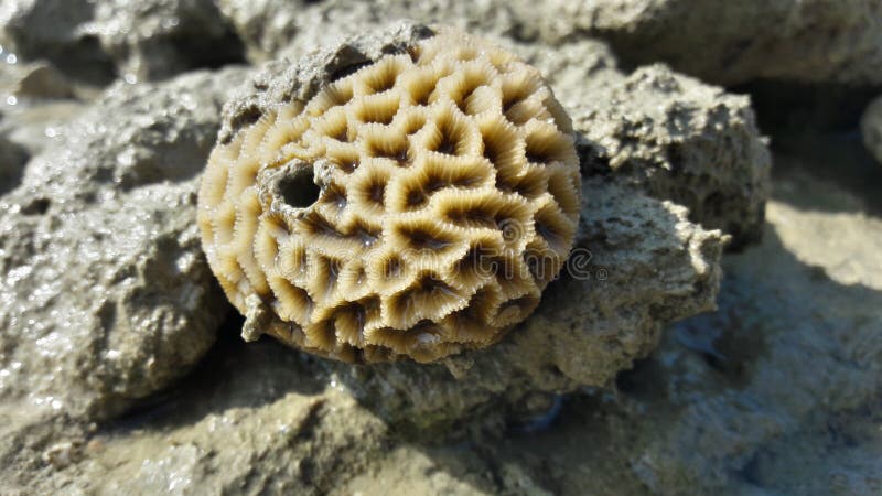 Dying Tubular Coral in Coral Reef Stock Photo - Image of soil, dying ...