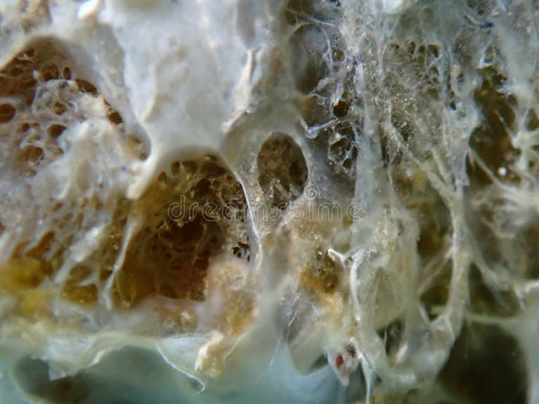 Dying Variable Loggerhead Sponge (Ircinia Variabilis) with Signs of ...