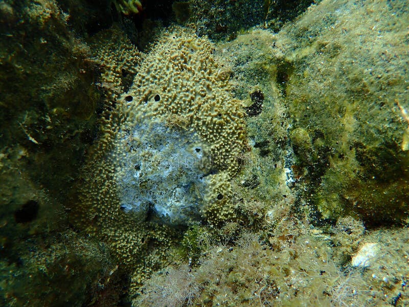 Dying Variable Loggerhead Sponge (Ircinia Variabilis) with Signs of ...