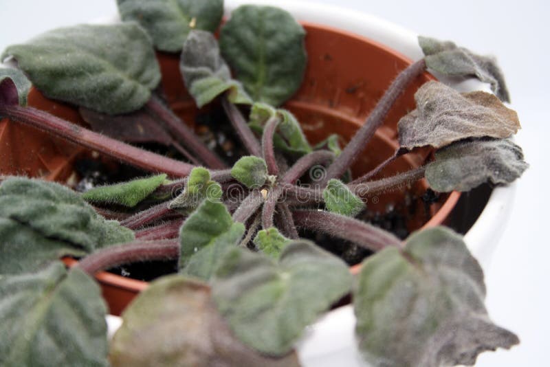 A Dying Violet in a Pot on a White Background Stock Image - Image of ...