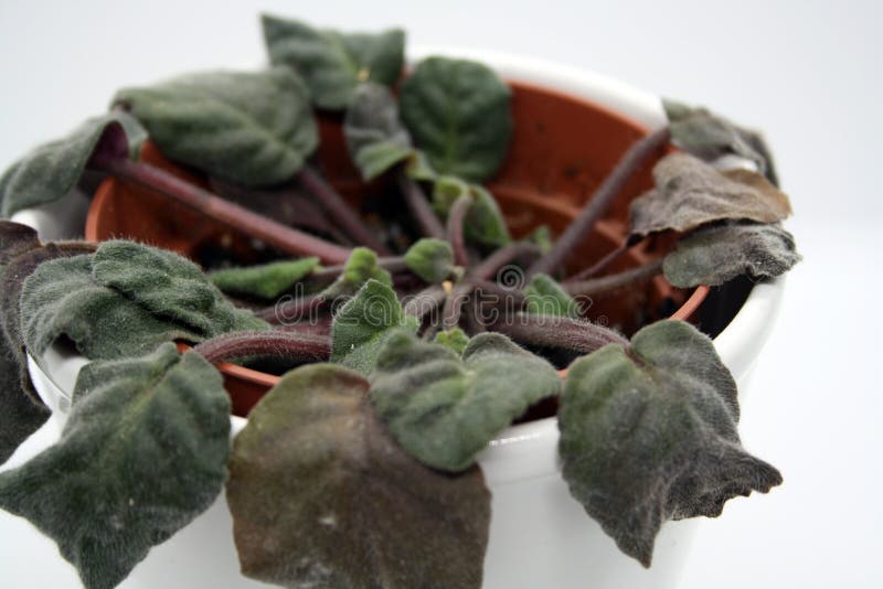 A Dying Violet in a Pot on a White Background Stock Photo - Image of ...