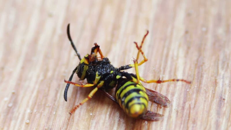Dying Wasp on the Floor stock footage. Video of exoskeletons - 76482208