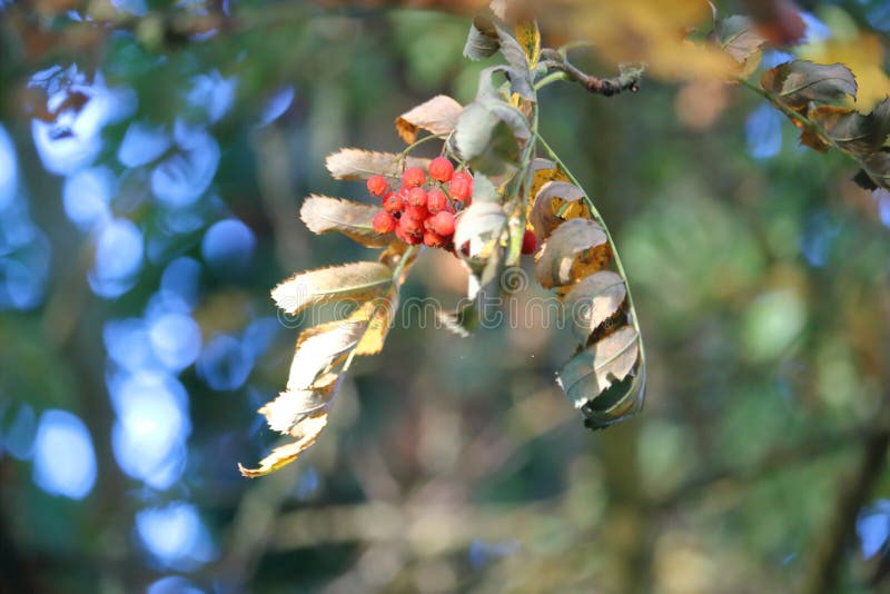Dying Wild Elderberry Fruit Stock Image - Image of wilderness, wild ...