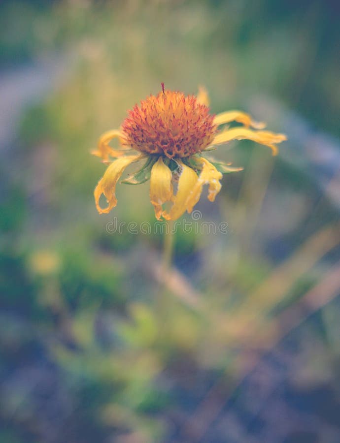 Daisy with falling petals stock image. Image of falling - 4160653