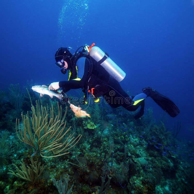 Dykare Hunting Fishes fotografering för bildbyråer. Bild av utrustning ...