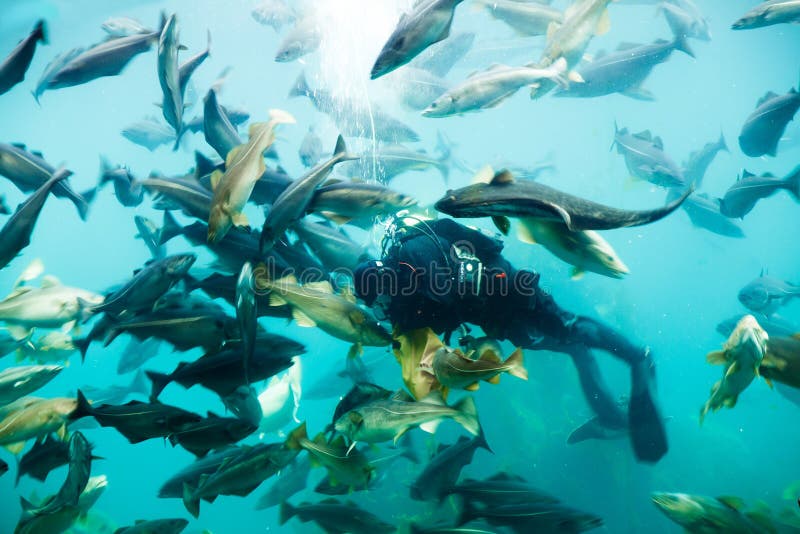 Dykare Som Matar Fisken I Ett Stort Akvarium Redaktionell Bild - Bild ...