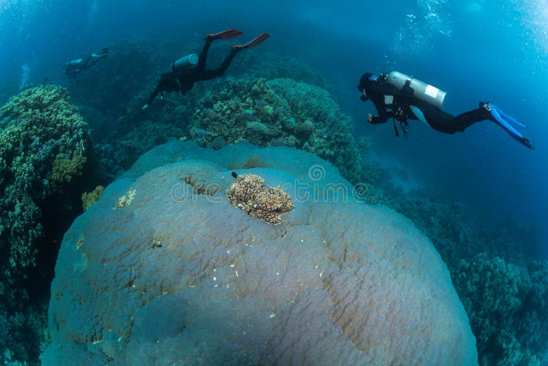 Dykare i floden arkivfoto. Bild av naturforskare, fritid - 58188718