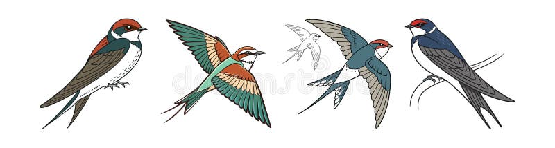 Dynamic Alpine Swift Bird Illustration Stock Vector - Illustration of ...