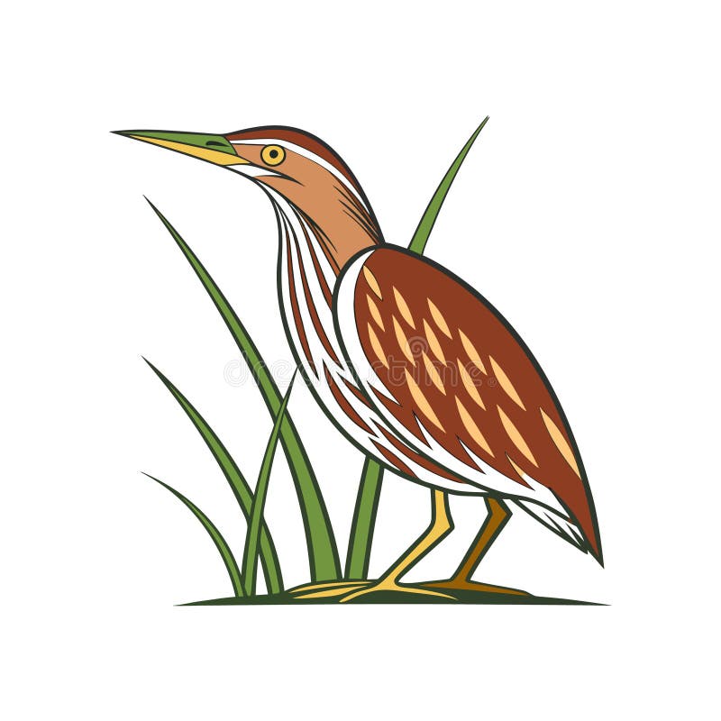 Dynamic American Bittern Bird Artwork Stock Photo - Illustration of ...
