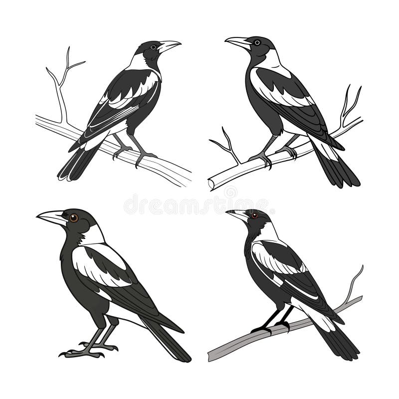 Dynamic Australian Magpie Bird Artwork Stock Vector - Illustration of ...