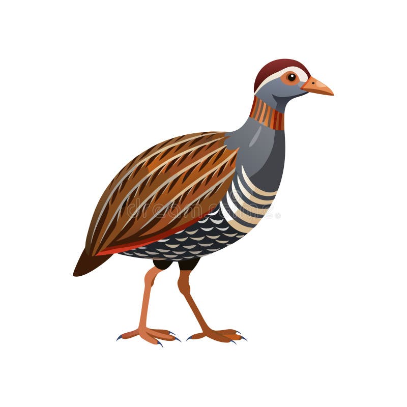 Dynamic Buff-Banded Rail Bird Design Stock Illustration - Illustration ...