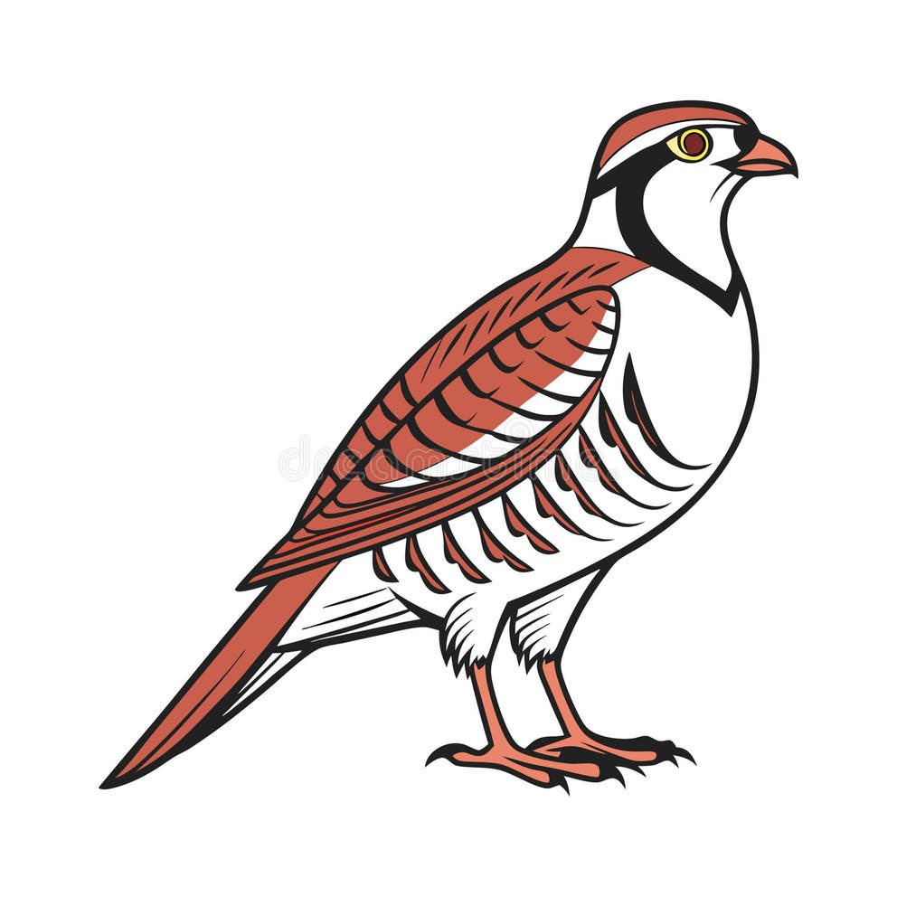Chukar Stock Illustrations – 124 Chukar Stock Illustrations, Vectors ...
