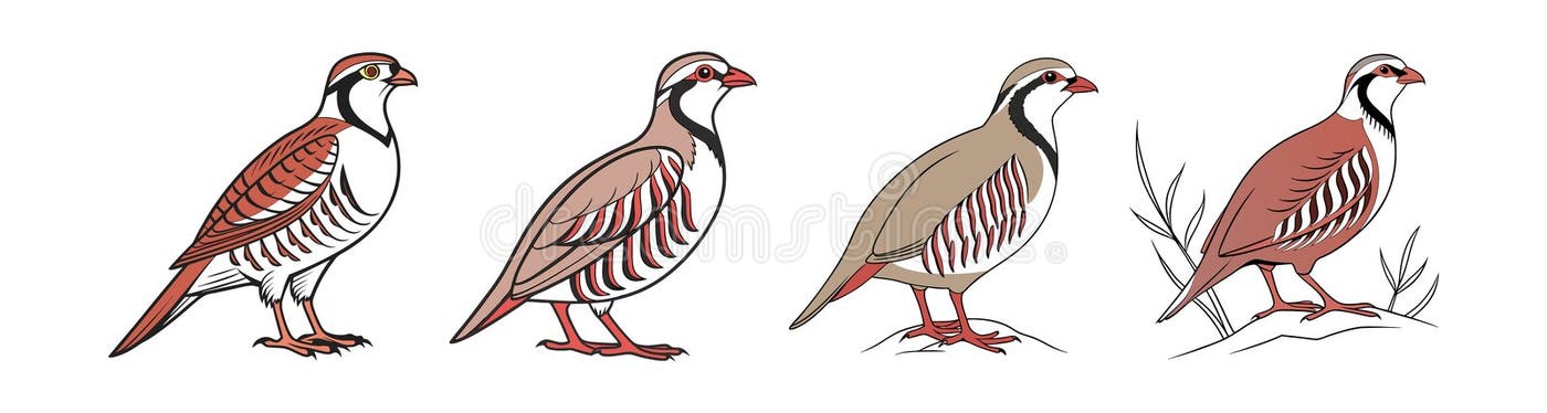 Chukar Stock Illustrations – 93 Chukar Stock Illustrations, Vectors ...