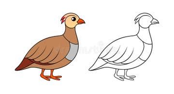 Chukar Stock Illustrations – 124 Chukar Stock Illustrations, Vectors ...