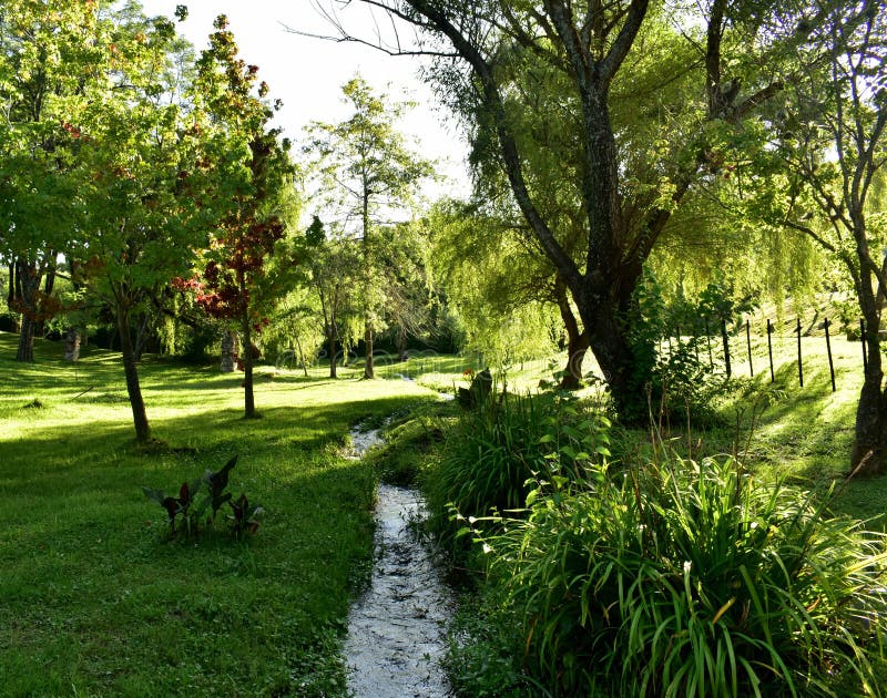 The Dynamic Color Green of the Nature Stock Photo - Image of argentina ...