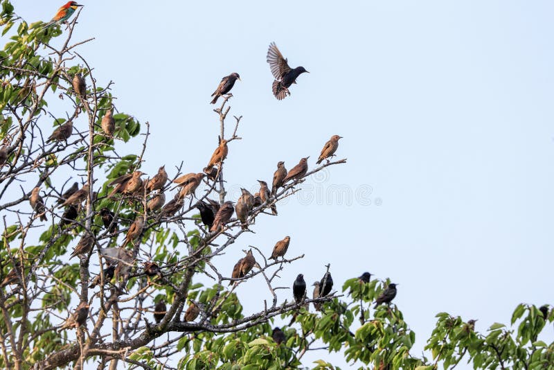 Dynamic Composition of Birds in Competition for a Sunny Place. Stock ...