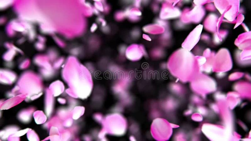 Dynamic Exploding Rose Petals Stock Video - Video of flowers, elegance ...