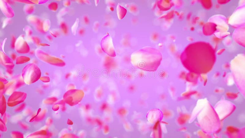 Dynamic Exploding Rose Petals Stock Video - Video of pattern ...