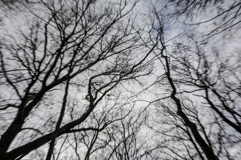 Dynamic Forest in Psychedelic View Stock Photo - Image of path ...