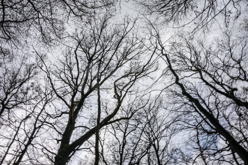 Dynamic Forest in Psychedelic View Stock Photo - Image of path ...